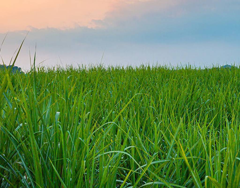 Global Reach Local Knowledge Um Group